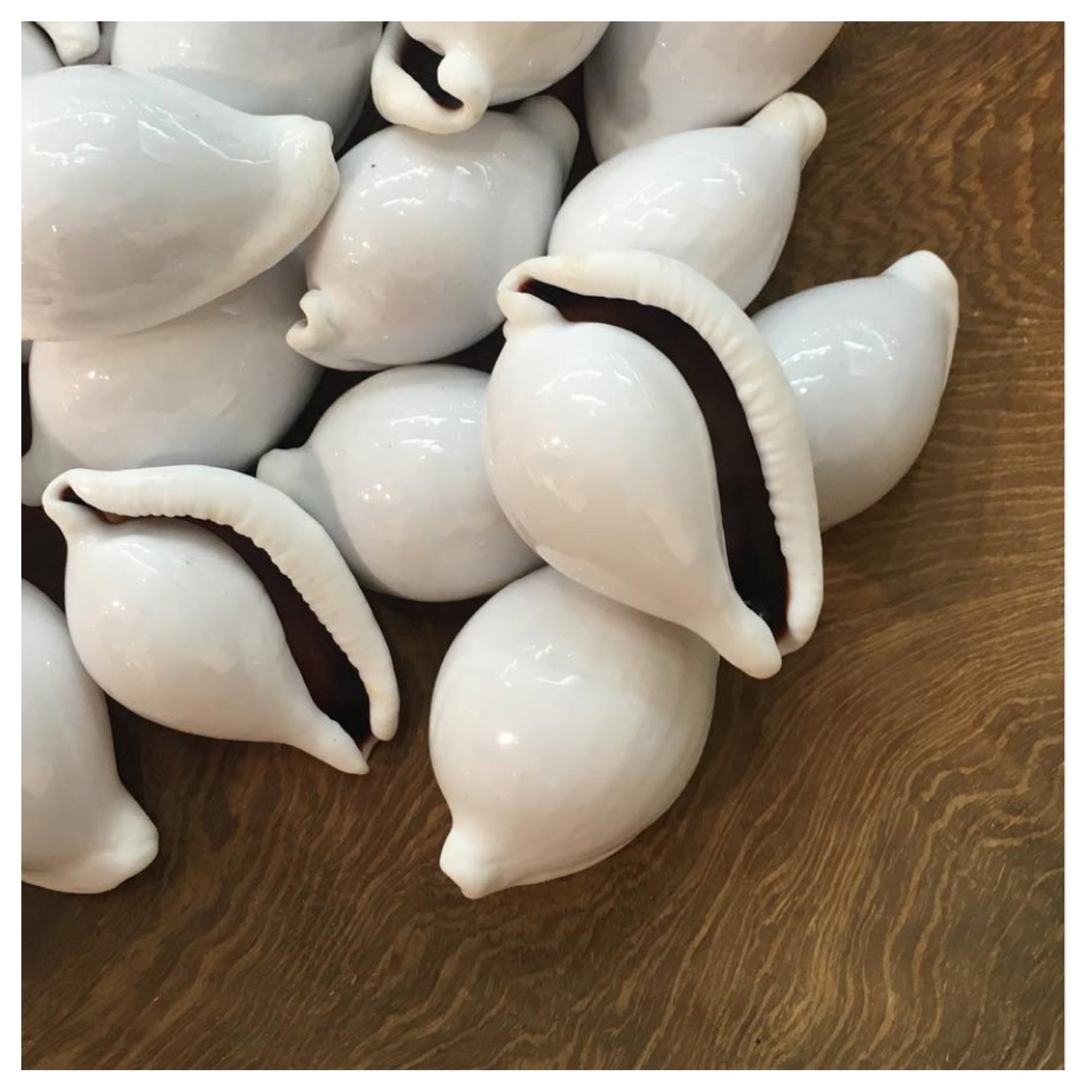 Cowrie Shell- Set of 3 – Deer Willow